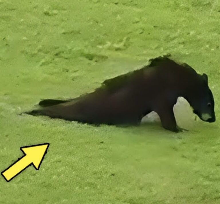 Dying Bear With Broken Leg Enters Village & Begs For Help. What Happens ...